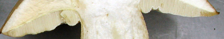 Boletales - MycoGuide