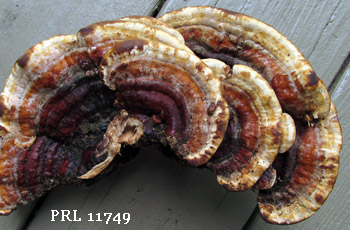Perenniporia fraxinea - MycoGuide