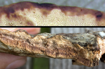Perenniporia fraxinea - MycoGuide