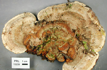 Perenniporia fraxinea - MycoGuide