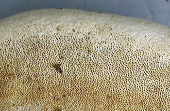 Perenniporia fraxinophila - MycoGuide