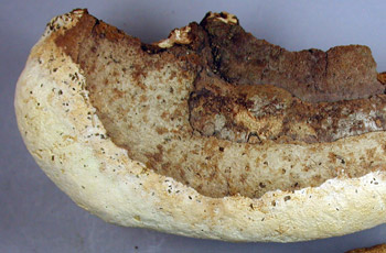 Perenniporia fraxinophila - MycoGuide