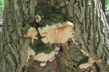 Perenniporia fraxinophila - MycoGuide